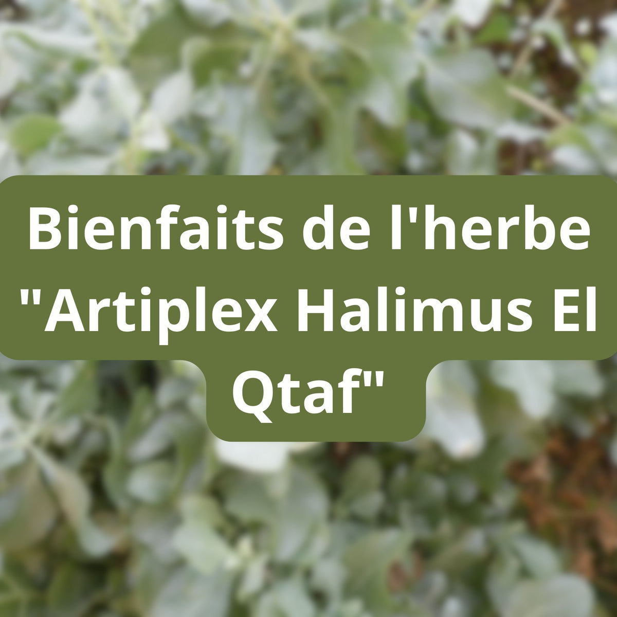 Bienfaits de l'herbe Artiplex Halimus El Qtaf — nilabeautys.com