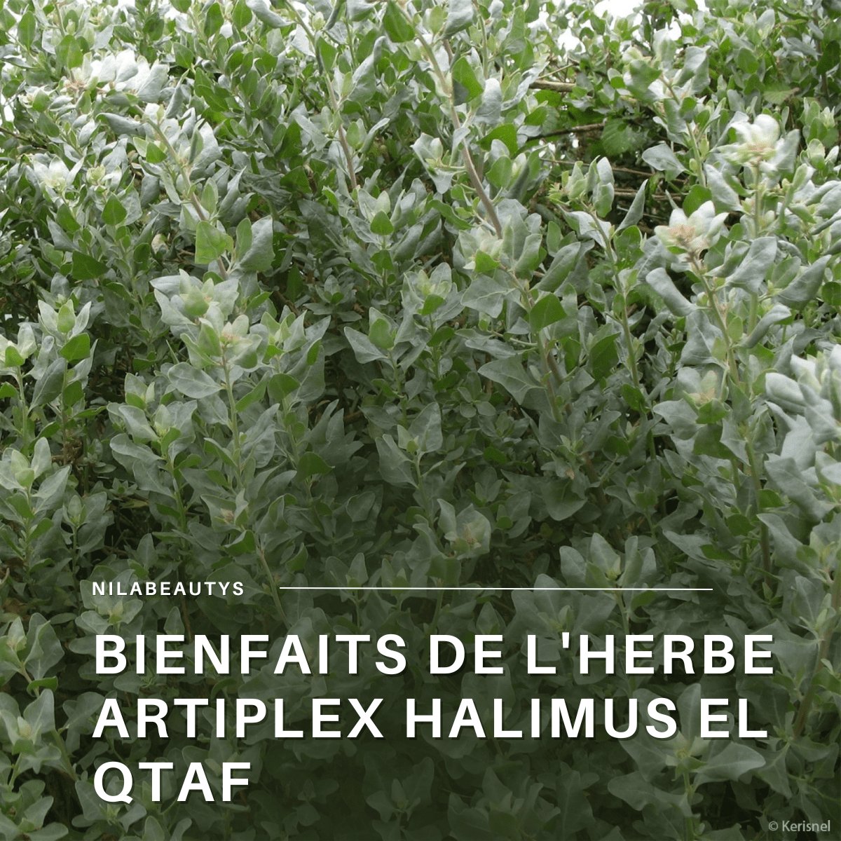 Les Bienfaits de l'Herbe Artiplex Halimus El Qtaf — nilabeautys.com
