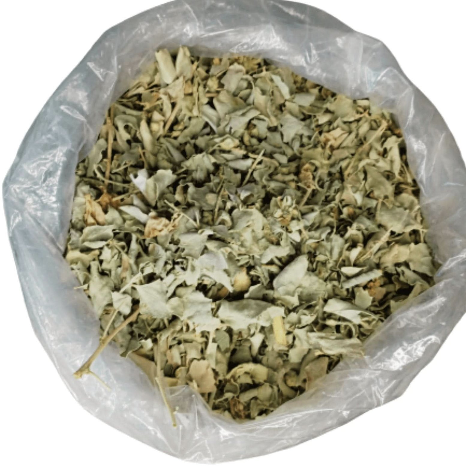 Atriplex Halimus, EL gatf, El katf, Medicinal Properties, Cooking and ...