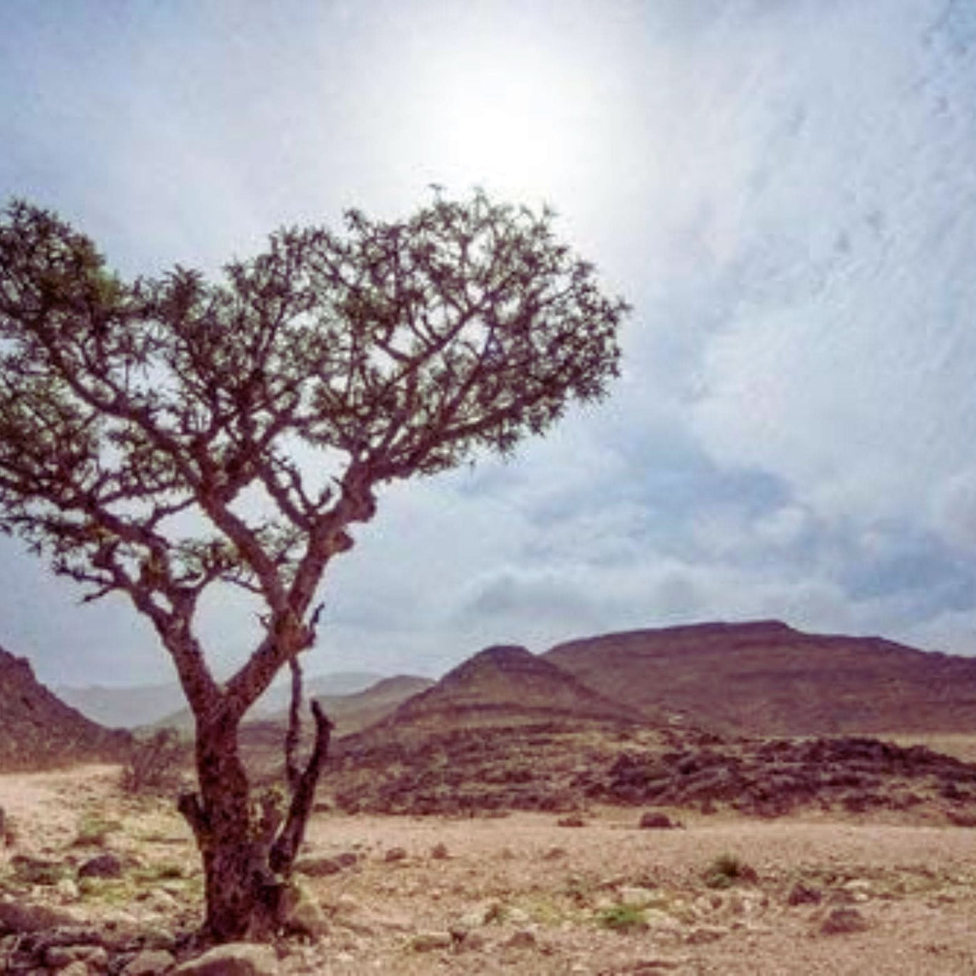 Encens Oliban Naturel 100g - El kandar, Louban Dakar islam ...