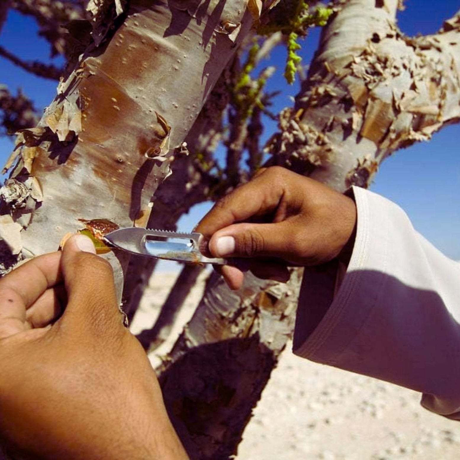 Encens Oliban Naturel 100g - El kandar, Louban Dakar islam ...