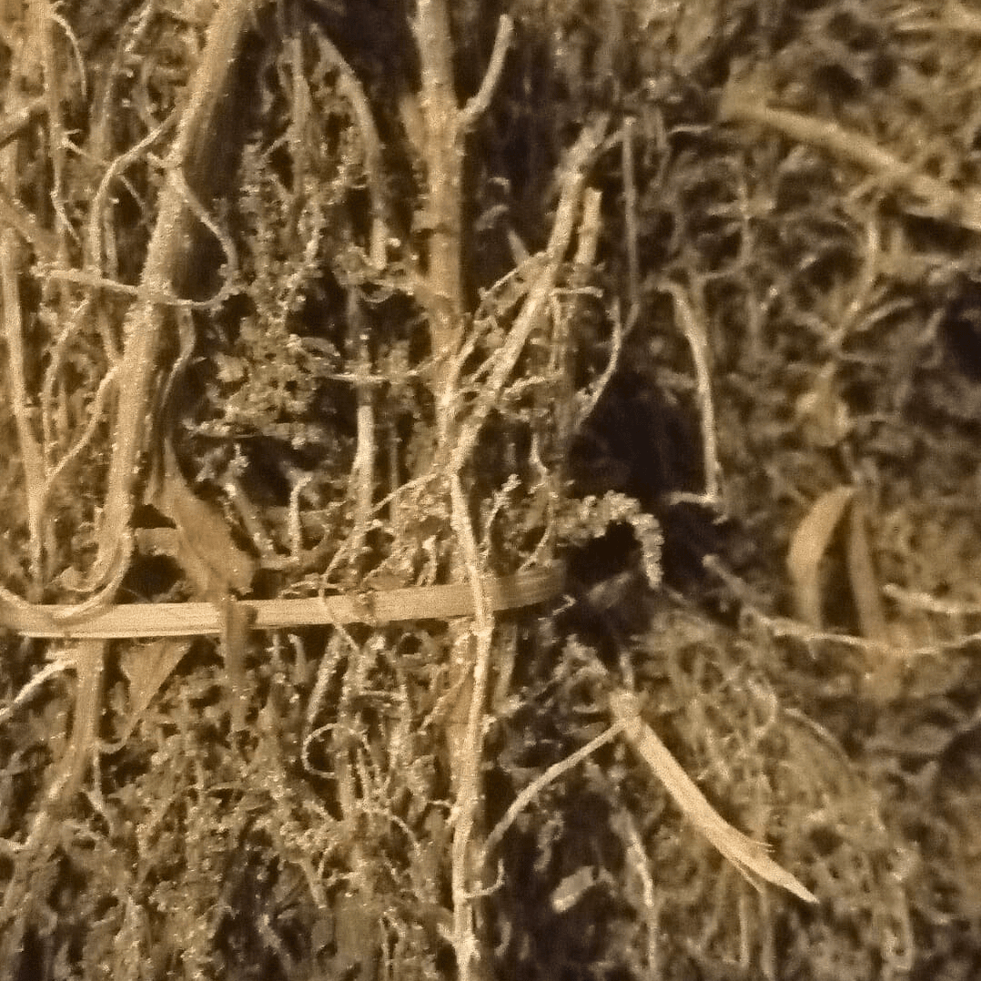 Rabta El Mkhinza – Chénopode Fausse Séché 50g — nilabeautys.com